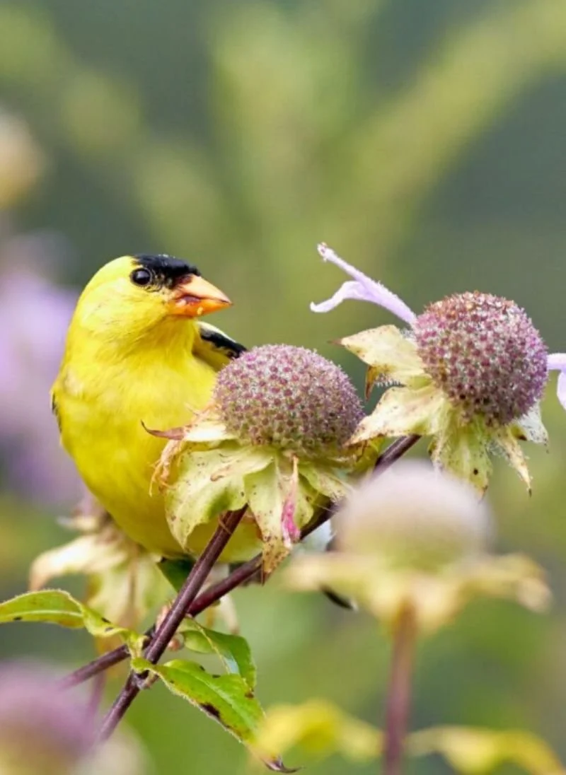 Feathering The Nest: Backyard Bird Sanctuary — LITTLE BIRD GARDENS