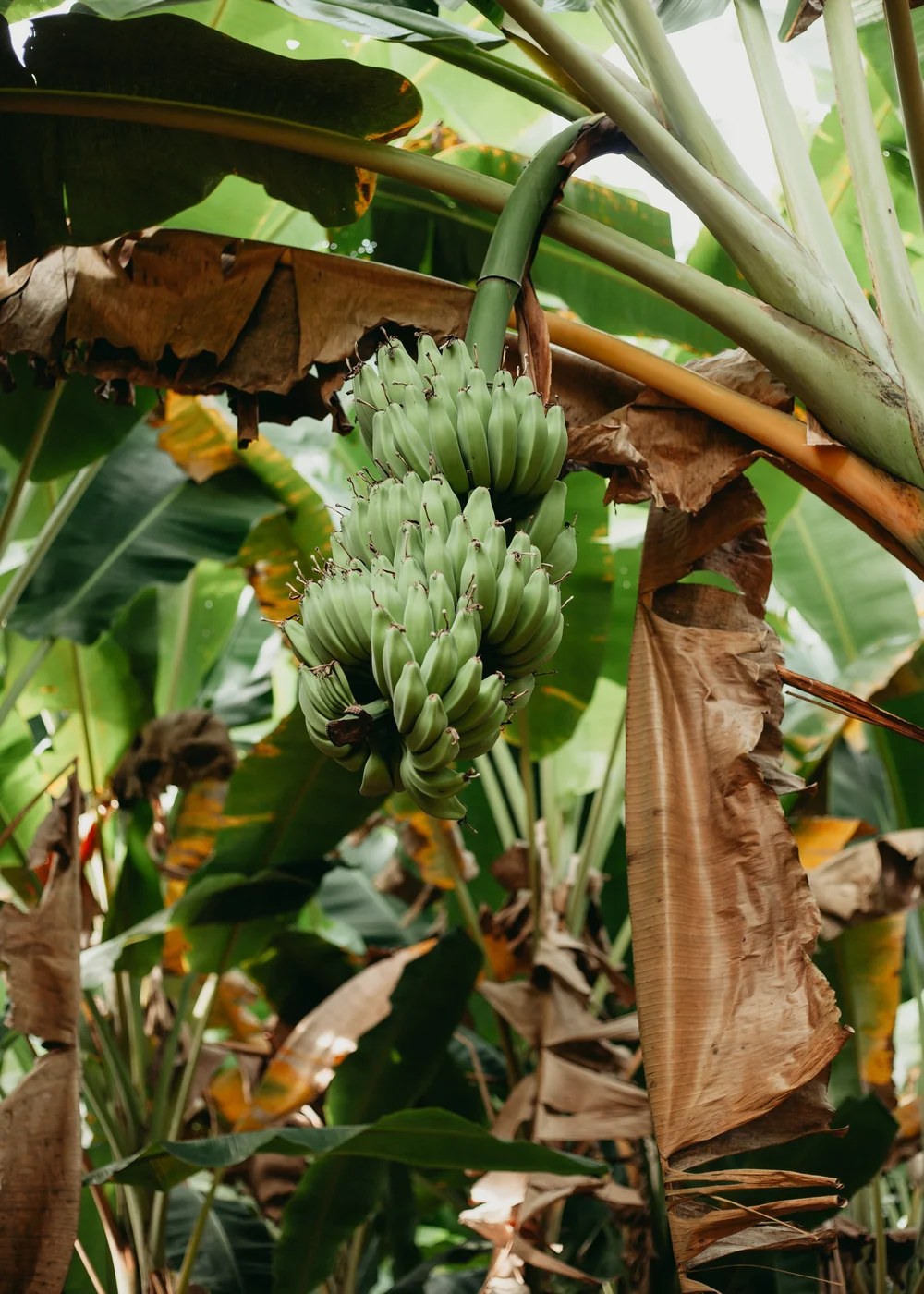 Linn Let Arkar — Portside Review