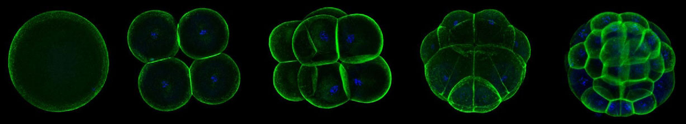 Research — Turlier Lab