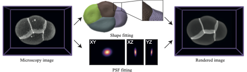 Differentiable Rendering for 3D Fluorescence Microscopy - preprint — Turlier Lab
