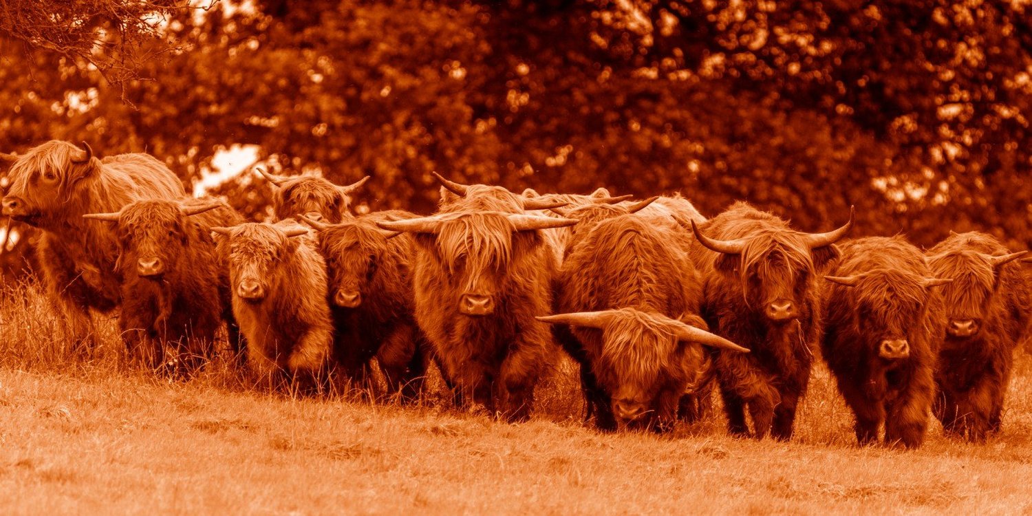 BlakYaks - Cloud-native, containers, serverless, automation