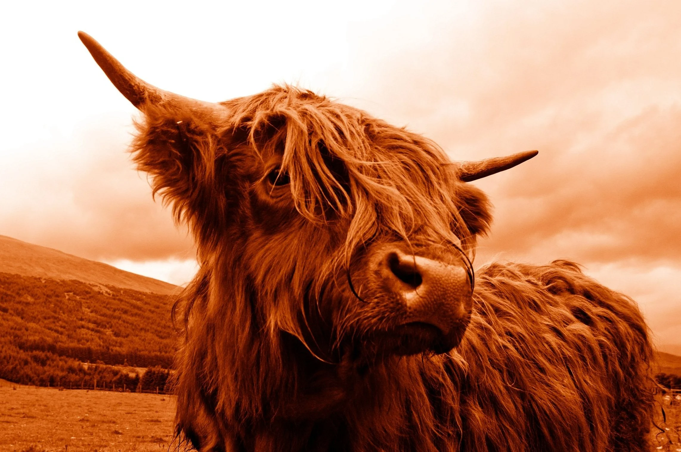 BlakYaks - Cloud-native, containers, serverless, automation