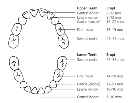 When Do Baby's Teeth First Come In? — Leva