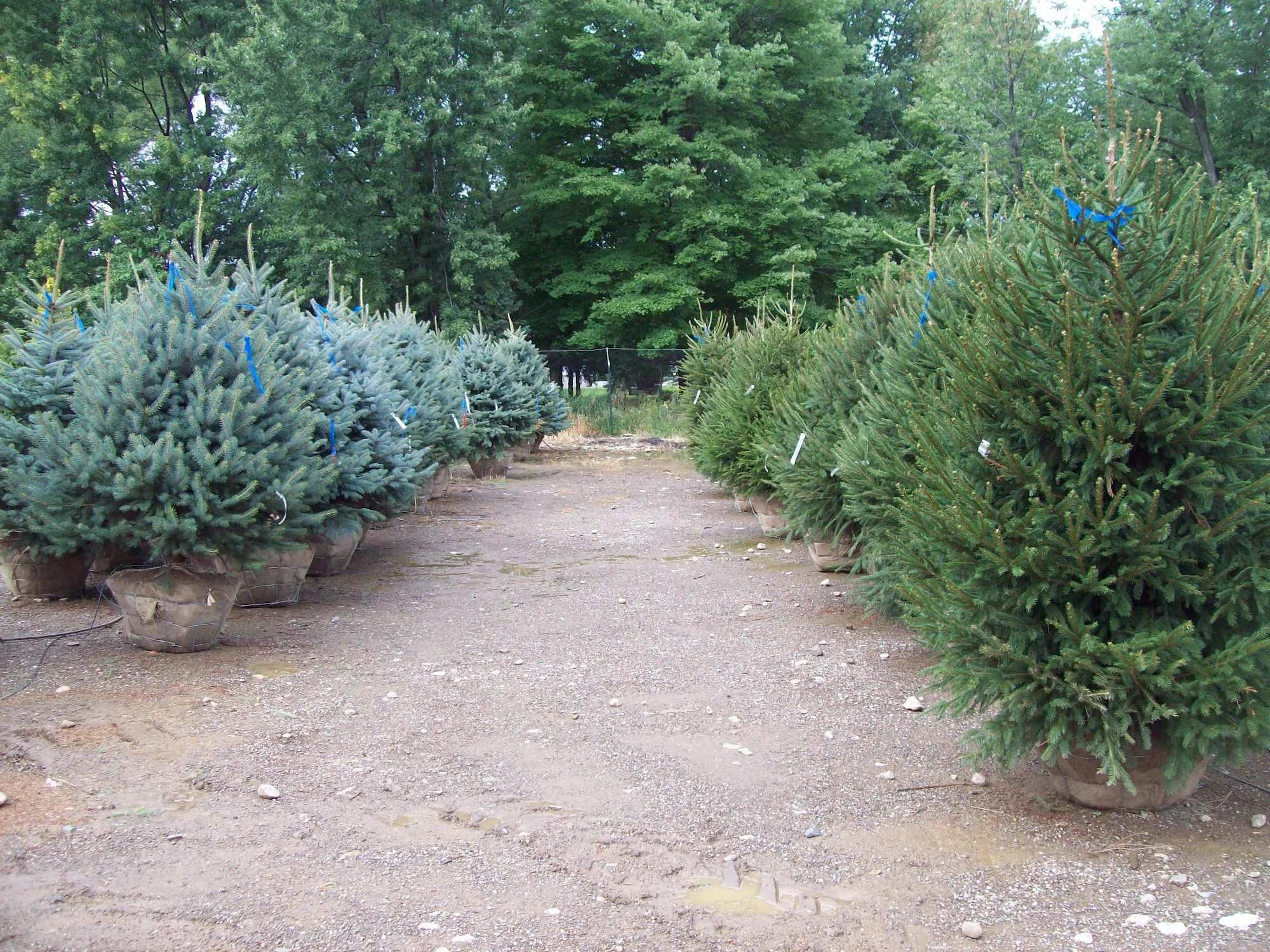 Grace Brothers Farm, Nursery & Supply