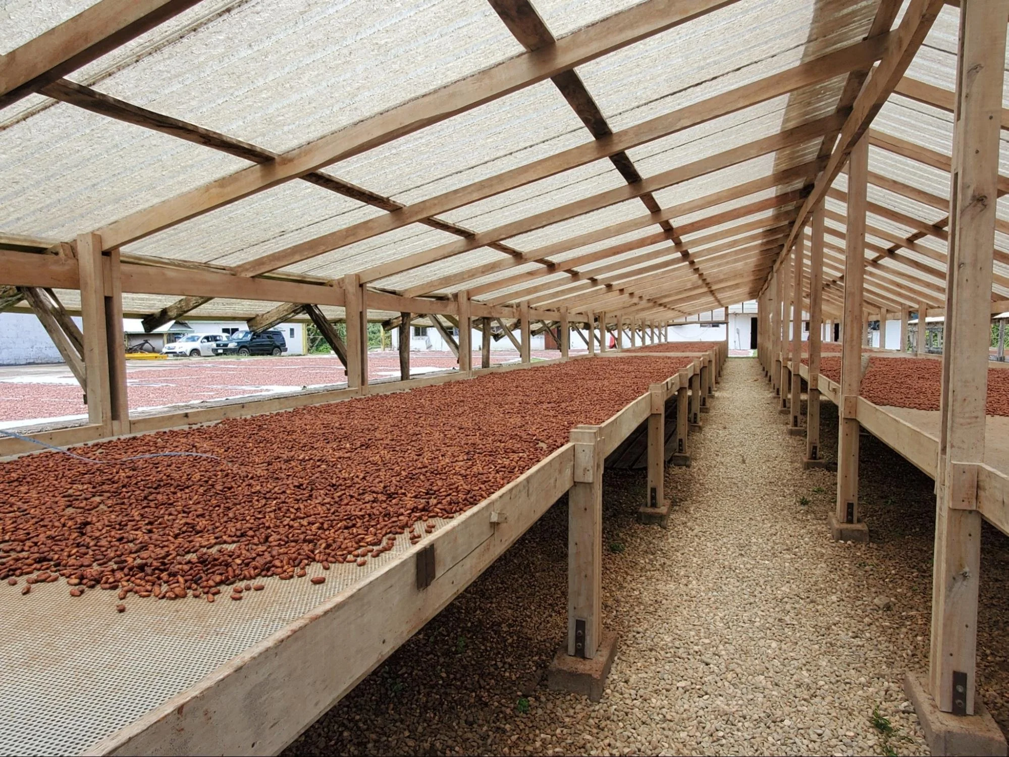 Crop Chronicles: All About Cacao — Silk Grass Farms, Belize