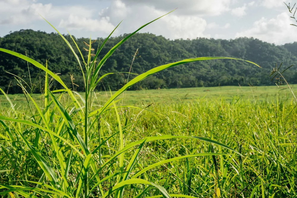 Agricultural Practices — Silk Grass Farms, Belize