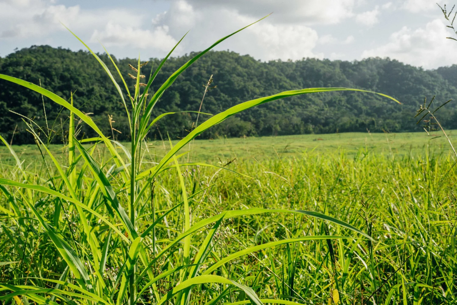 Agricultural Practices — Silk Grass Farms, Belize