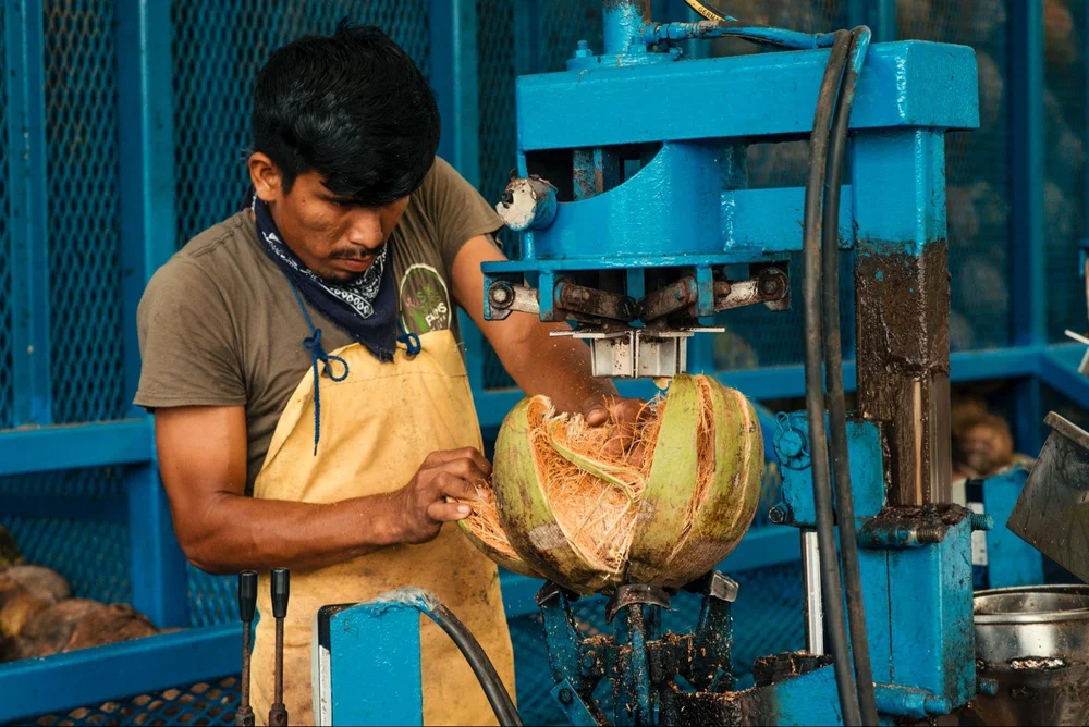 Crop Chronicles: All About Coconut — Silk Grass Farms, Belize