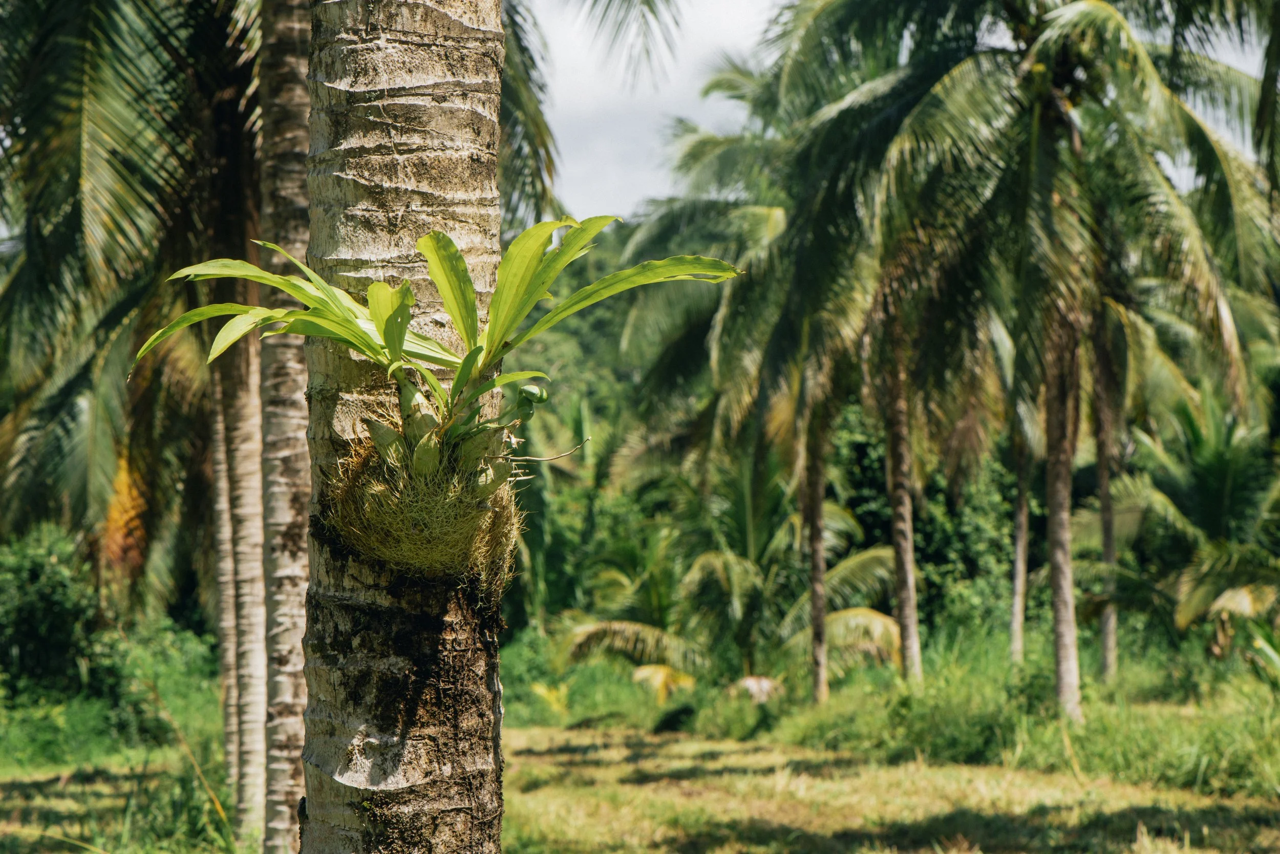 Contact Us — Silk Grass Farms, Belize