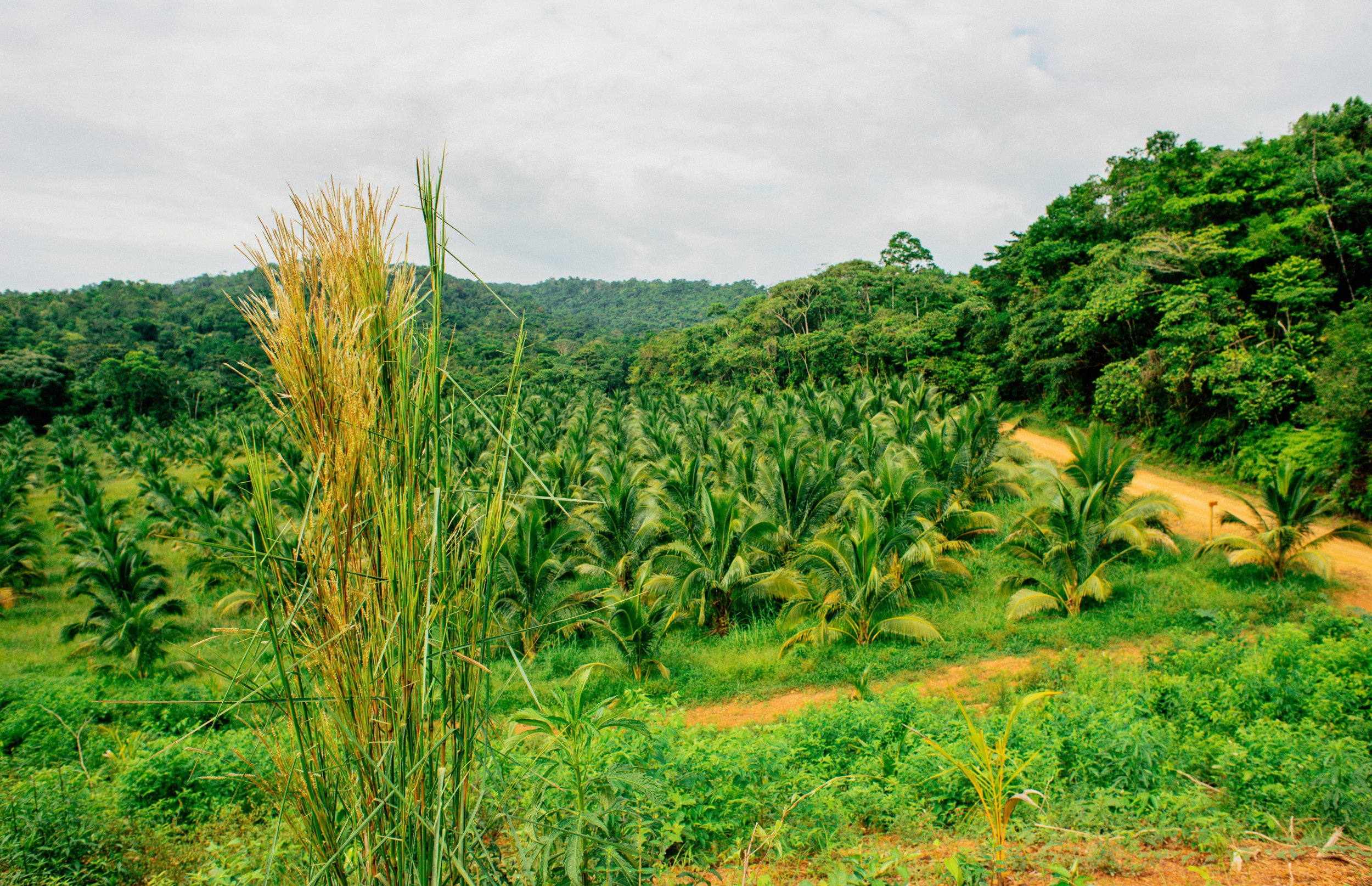 Our Board — Silk Grass Farms, Belize