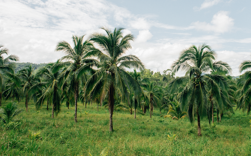 Silk Grass Farms — Silk Grass Farms, Belize