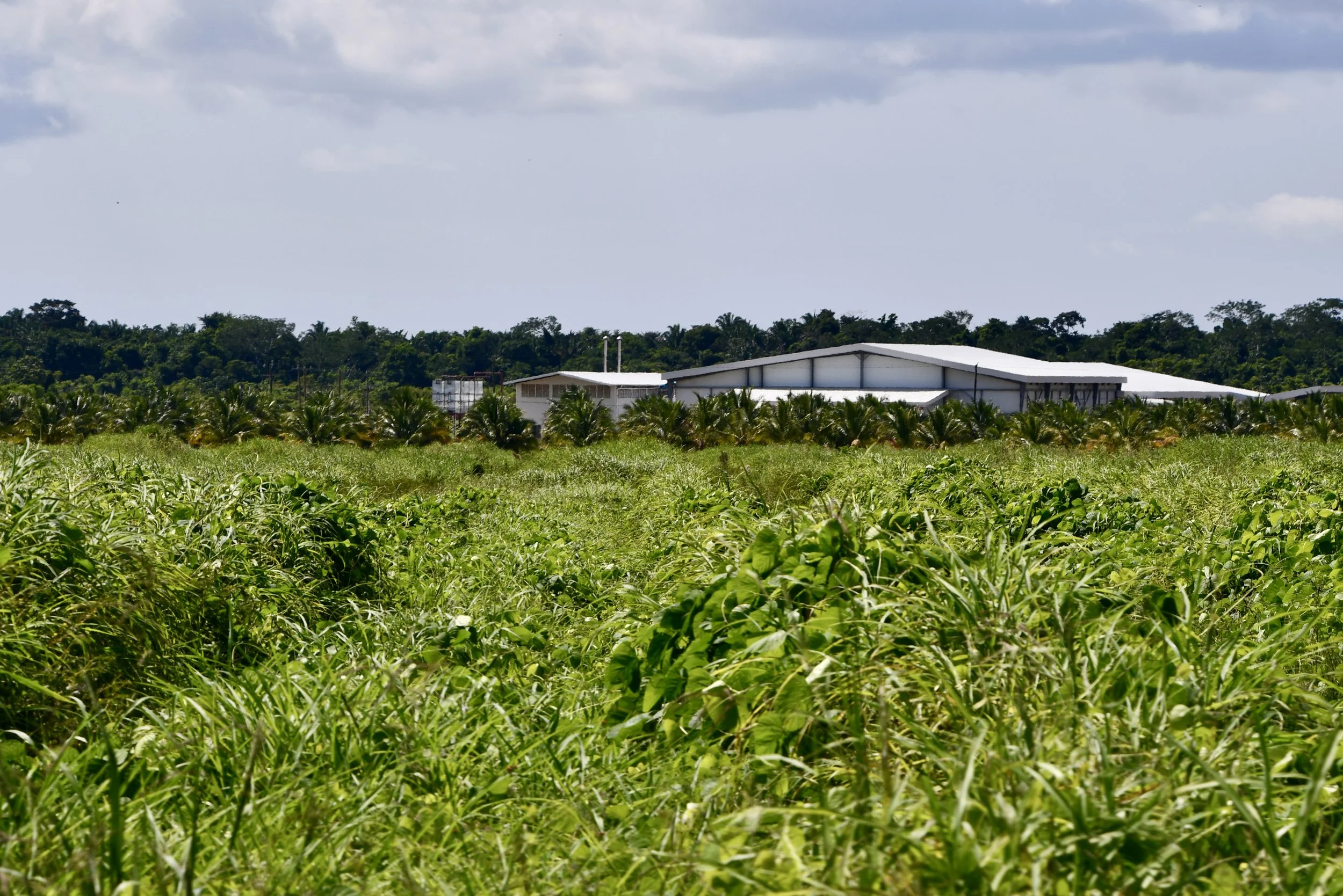 Our Factory — Silk Grass Farms, Belize