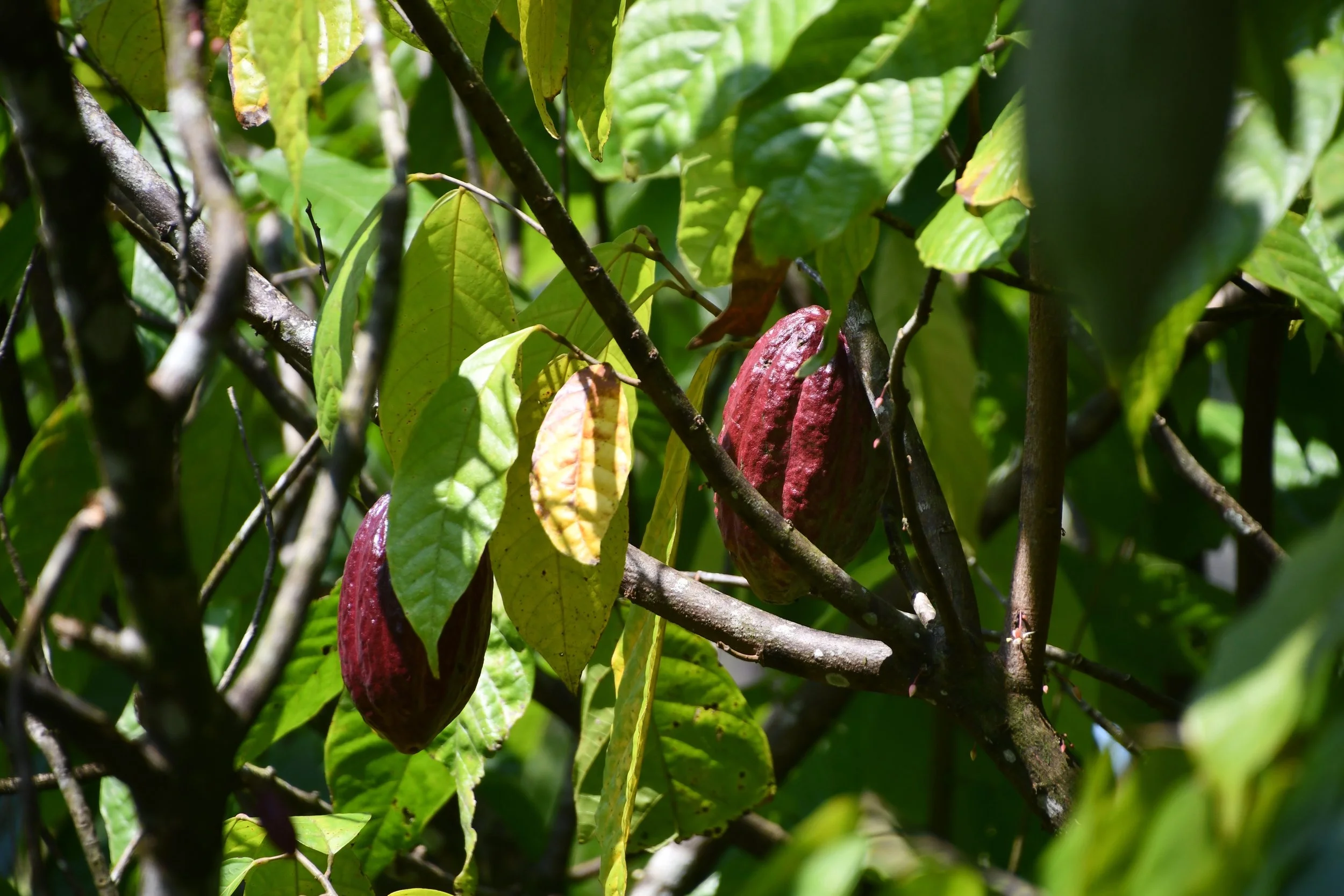 Crop Chronicles: All About Cacao — Silk Grass Farms, Belize
