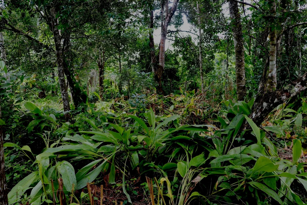 Silk Grass Farms, Belize