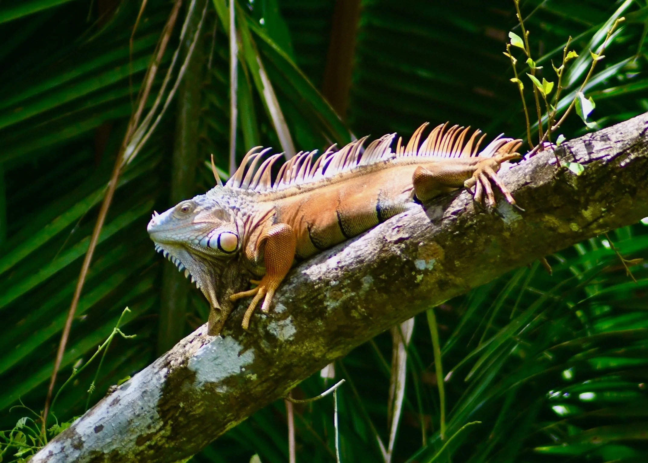Silk Grass Farms, Belize