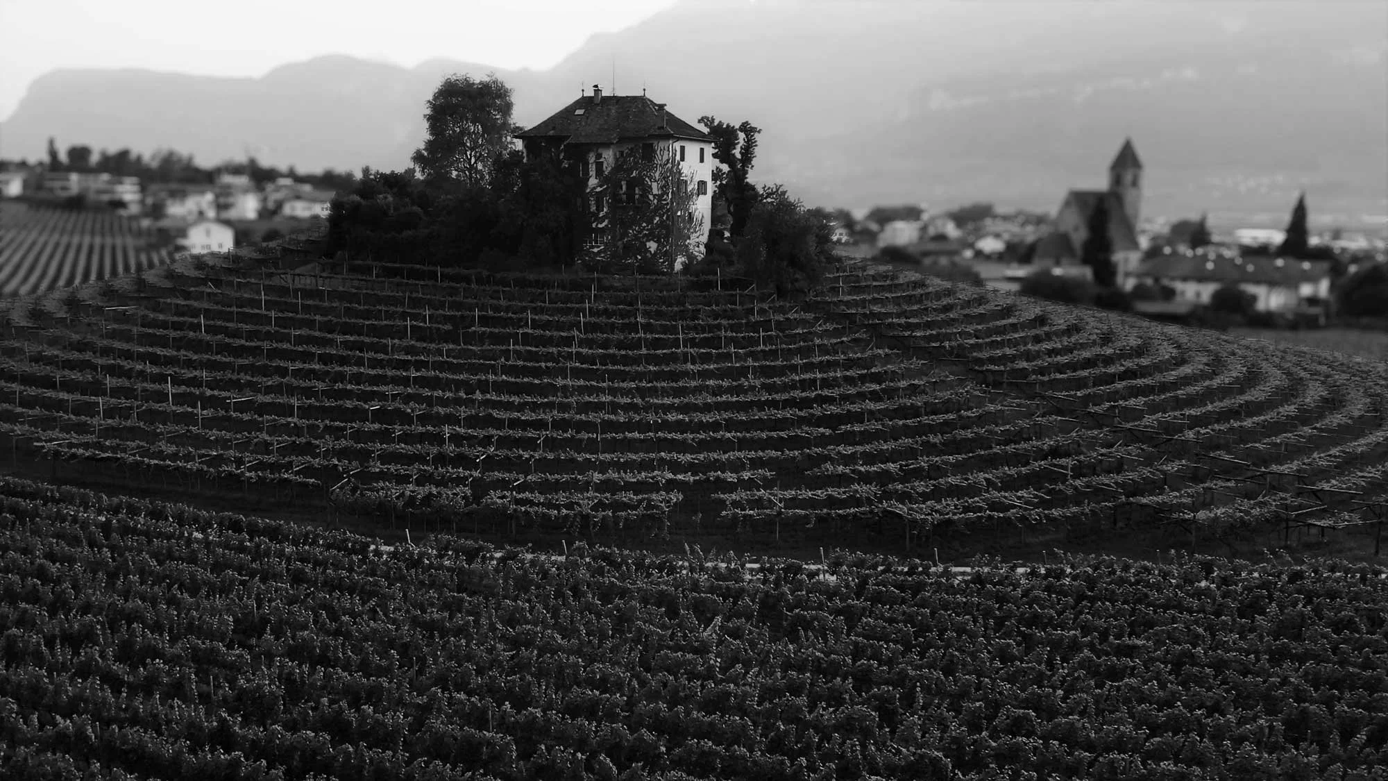 Baron Longo | Historic Family Winery in the Dolomites