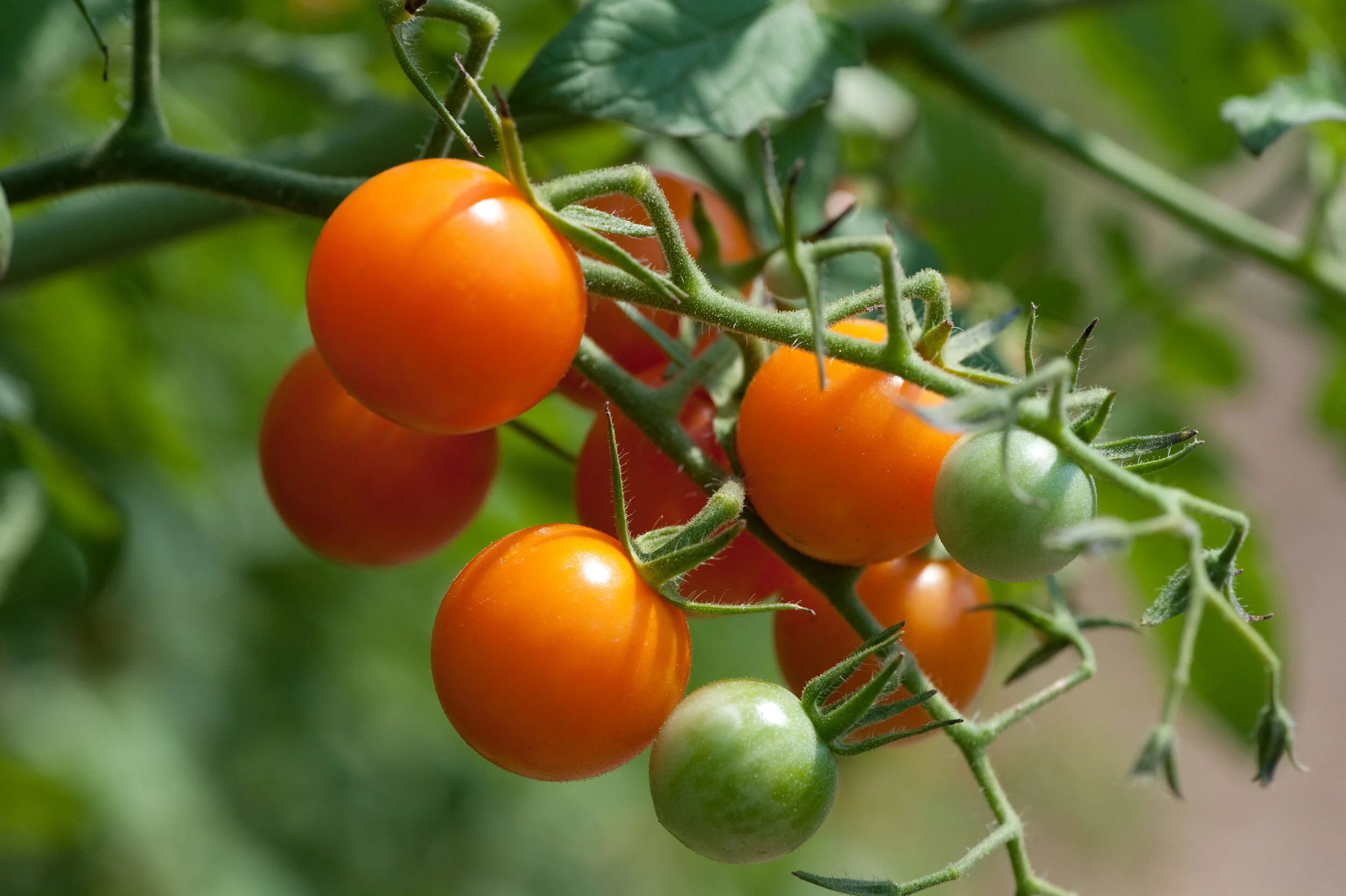 Sungold Cherry Tomato Starts — Sunny Lane Farm