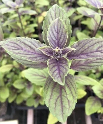 noga dmr italian basil herb plant — Sunny Lane Farm