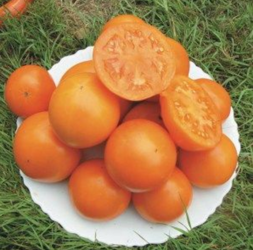 redfield beauty heirloom slicer tomato plant start — Sunny Lane Farm