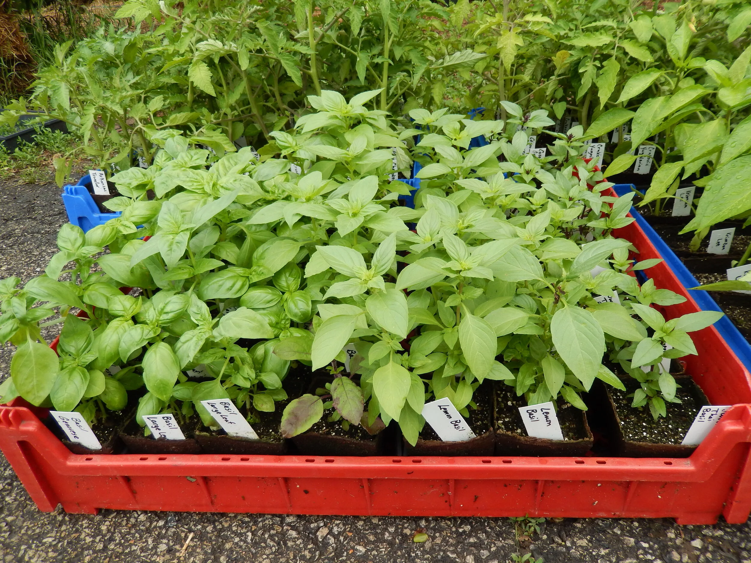 greek columnar basil plant start — Sunny Lane Farm