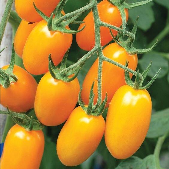 Supernova Grape Tomato Plant Start — Sunny Lane Farm