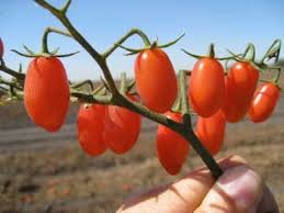 Supernova Grape Tomato Plant Start — Sunny Lane Farm