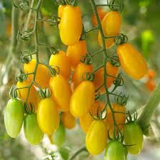 Supernova Grape Tomato Plant Start — Sunny Lane Farm