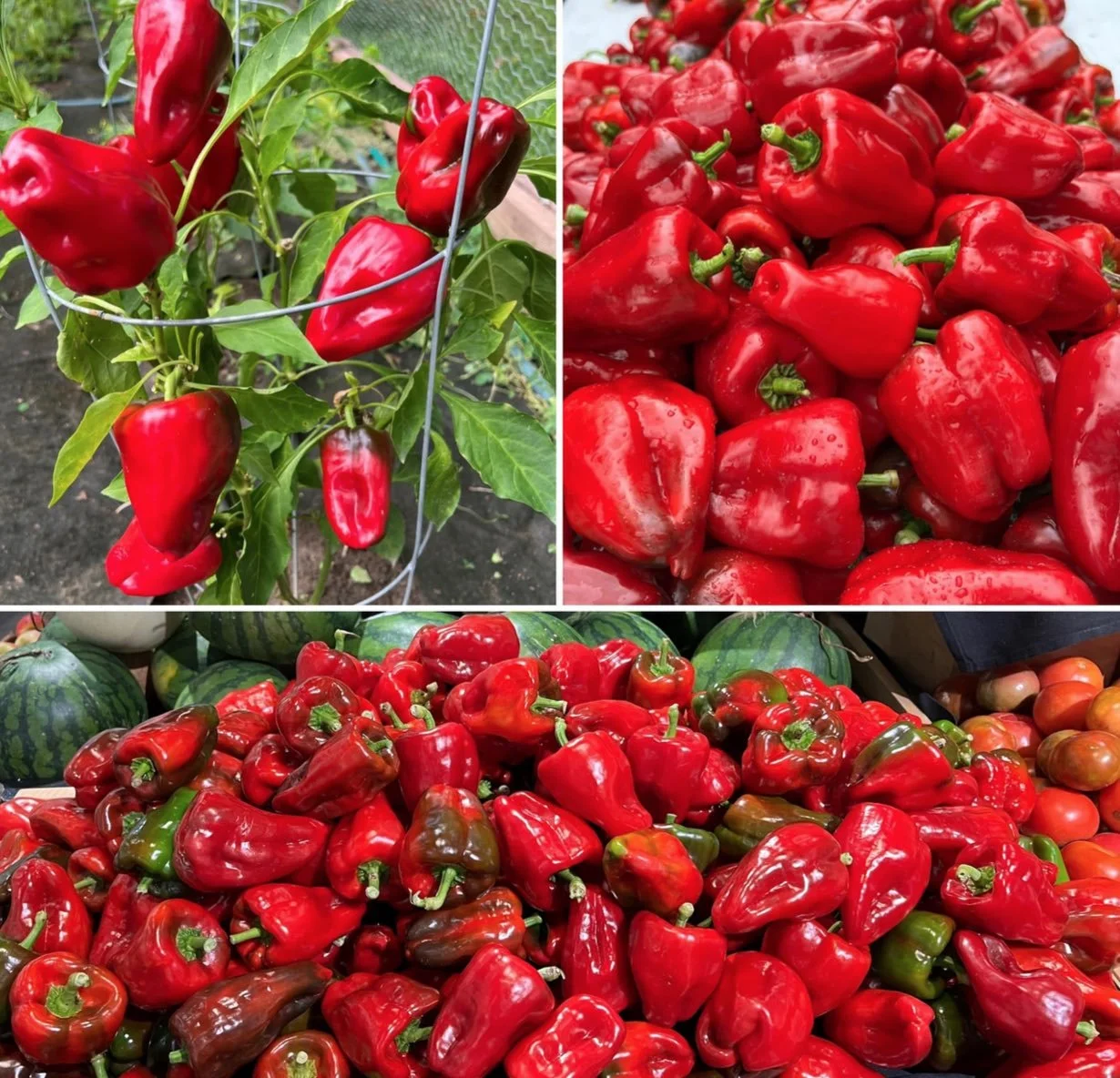 Aleppo Hot Pepper Plant Start — Sunny Lane Farm