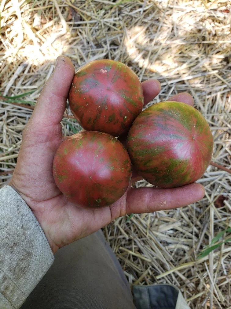 Tomato Starts — Sunny Lane Farm