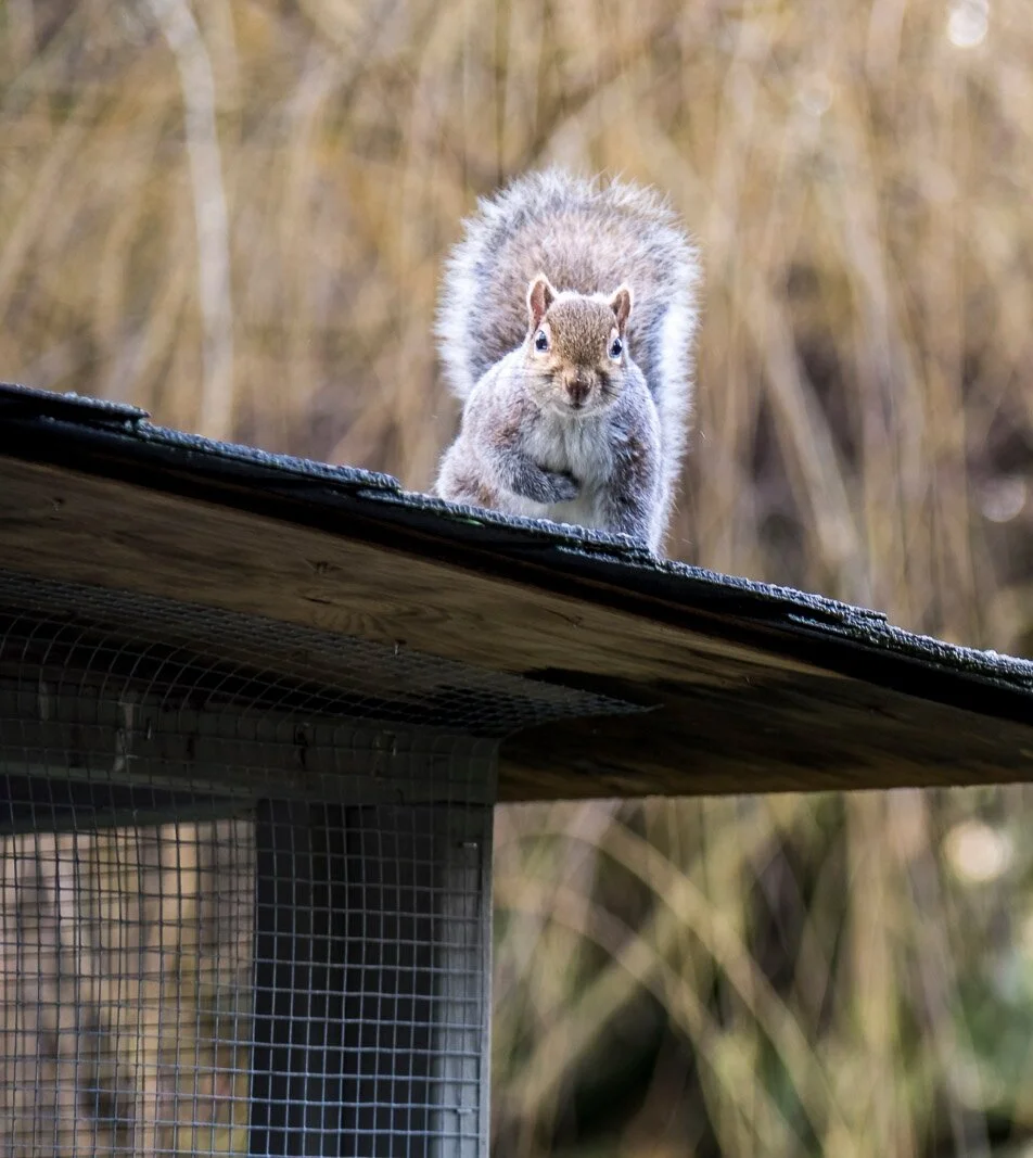 Squirrel Rescue — Elizabeth's Wildlife Center