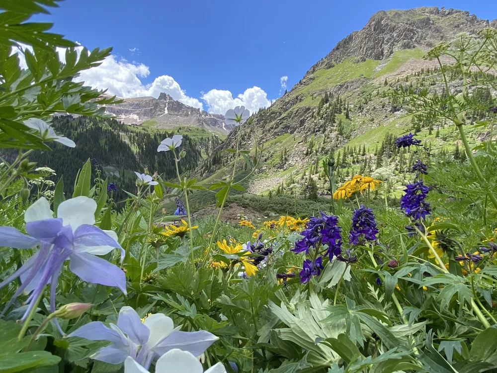 Wildflowers in Ouray, Colorado — Visit Ouray Colorado - Homepage