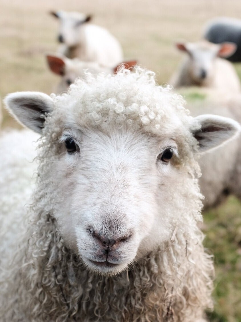About Us | Discover Joyful Experiences | The Jolly Sheep