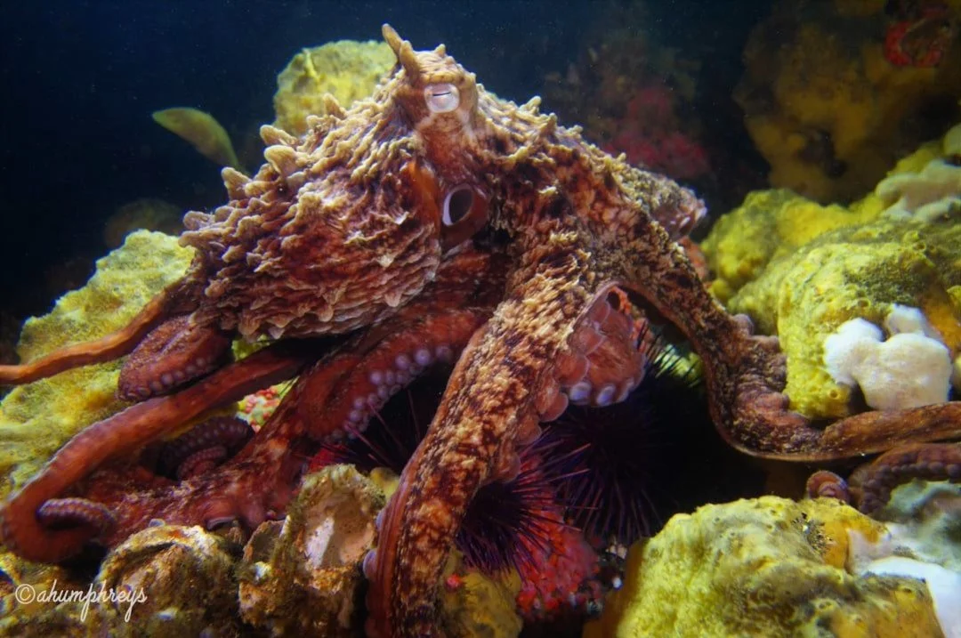 Campbell River Underwater Photo Gallery - Abyssal Diving Charters