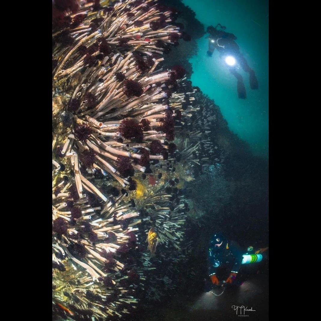 Campbell River Underwater Photo Gallery - Abyssal Diving Charters