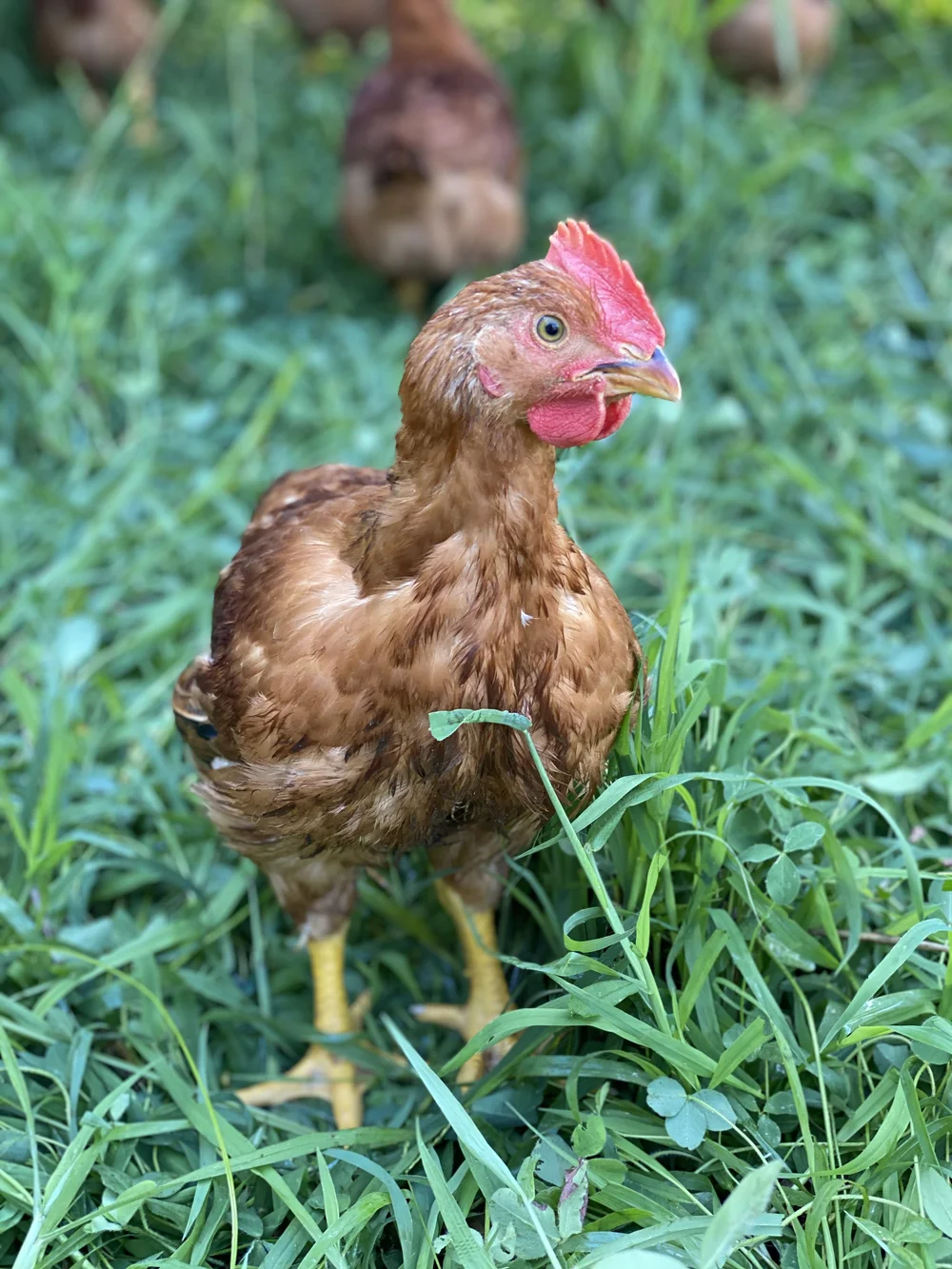 Farm Stay — Closter Farm