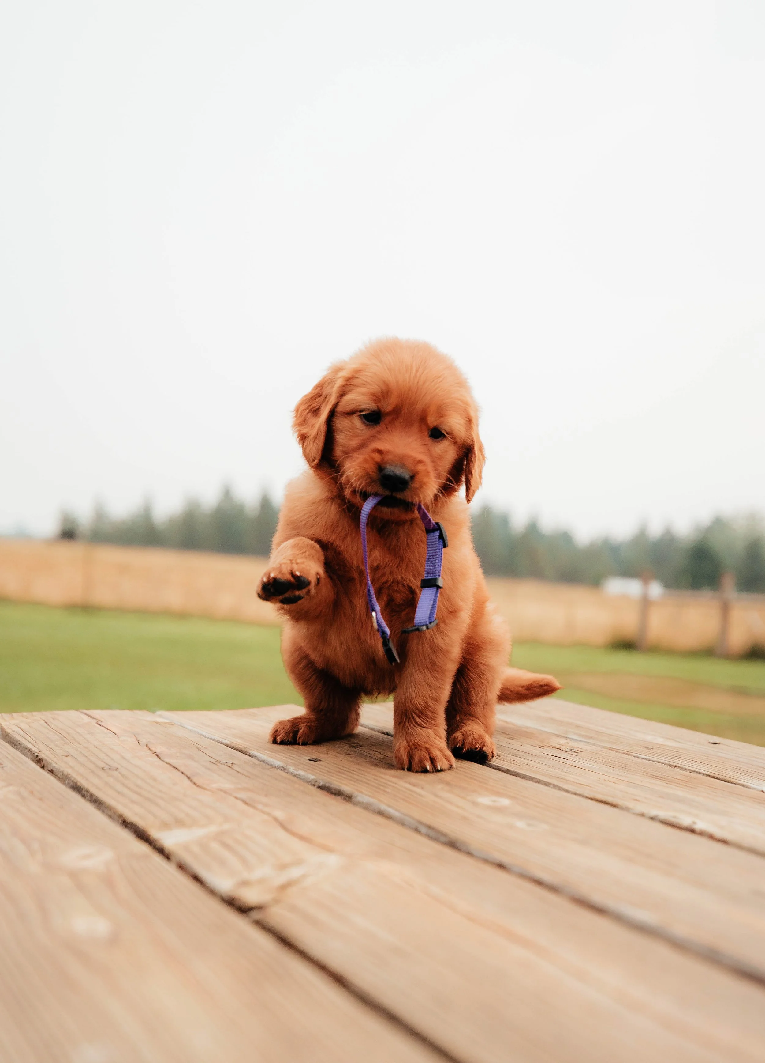 Eastern Oregon Goldens