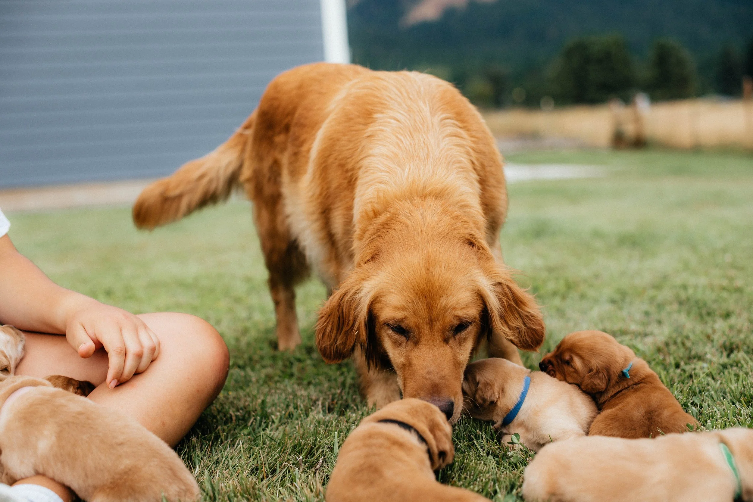 Eastern Oregon Goldens