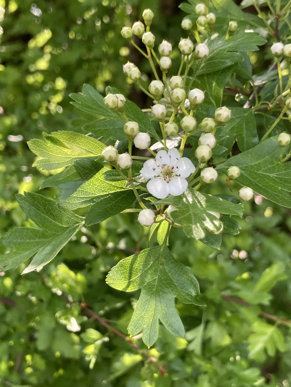 Hawthorn - the May Tree and her magic — Go Wild Education ↟ Forest ...