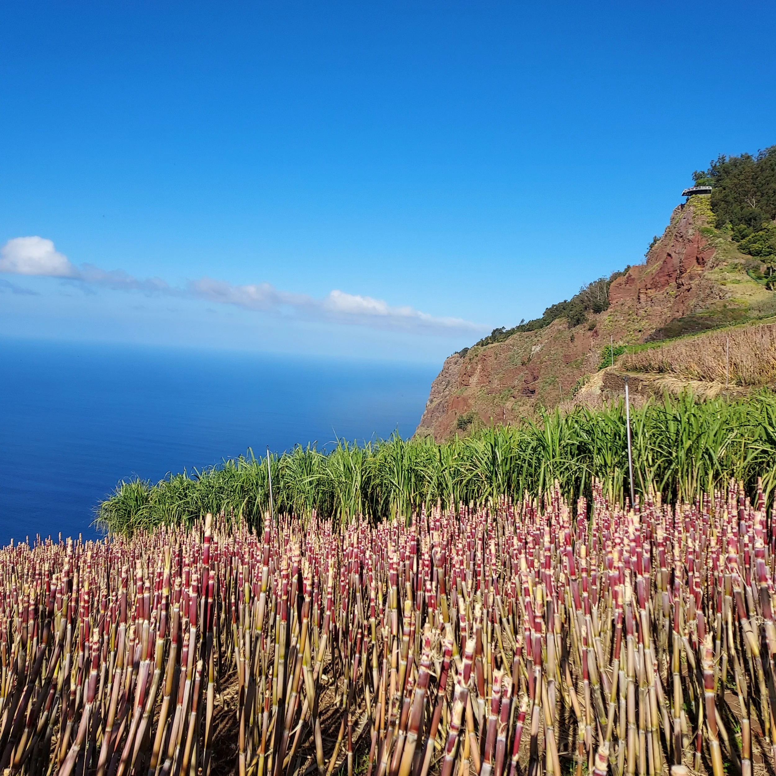 Top trip of 2023: Madeira — sharlafied