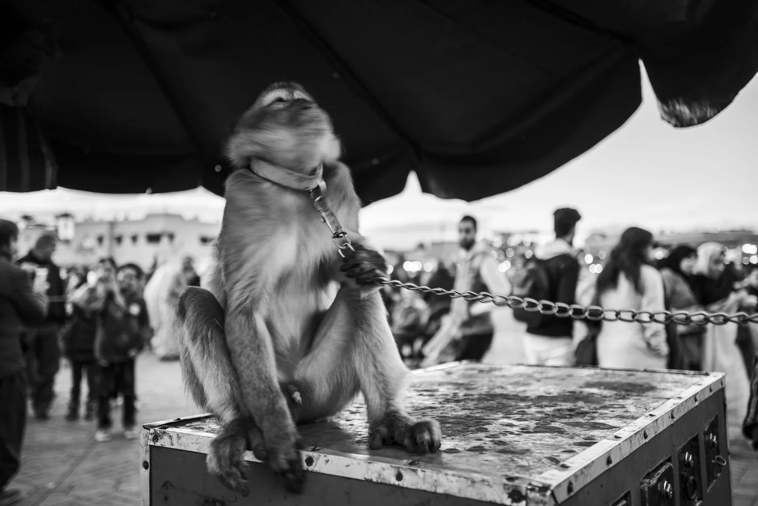 Moving Animals