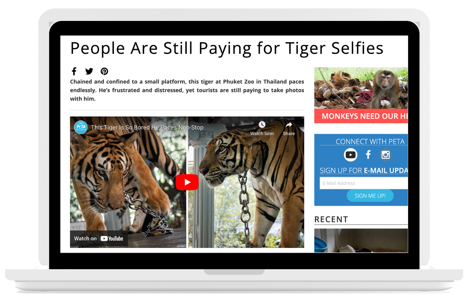 The Disturbing Truth of Tiger Tourism — Moving Animals