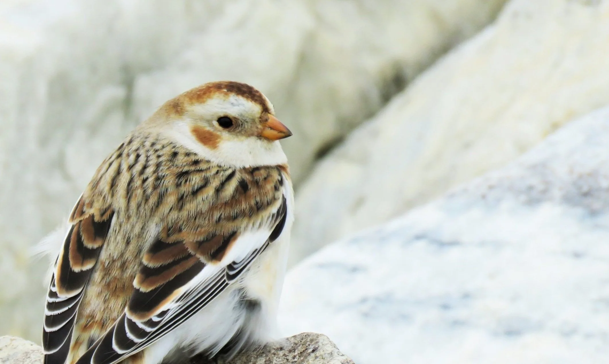 Private BURB Tour Schedule — Birds of Urban Baltimore