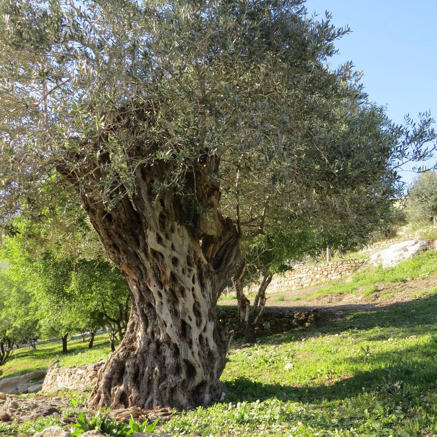 Hiking the Galilee on the Jesus Trail — Globetrotting Booklovers