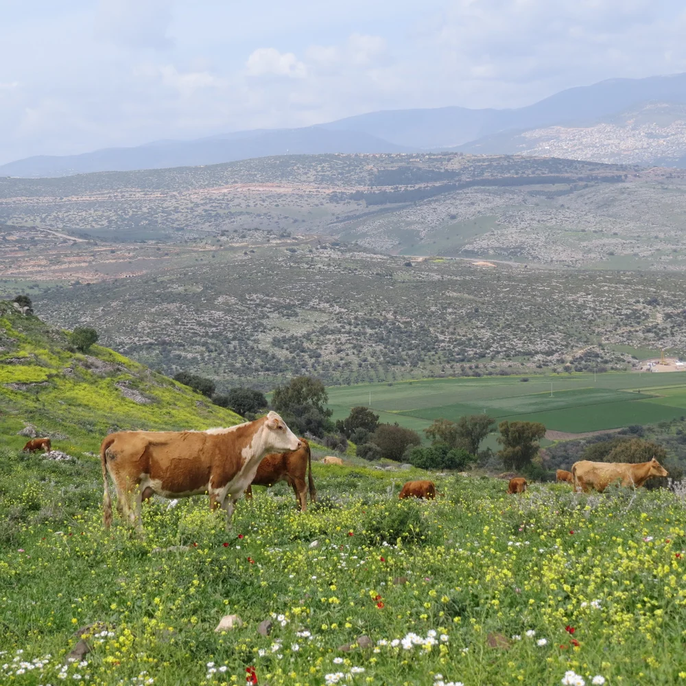 Hiking the Galilee on the Jesus Trail — Globetrotting Booklovers