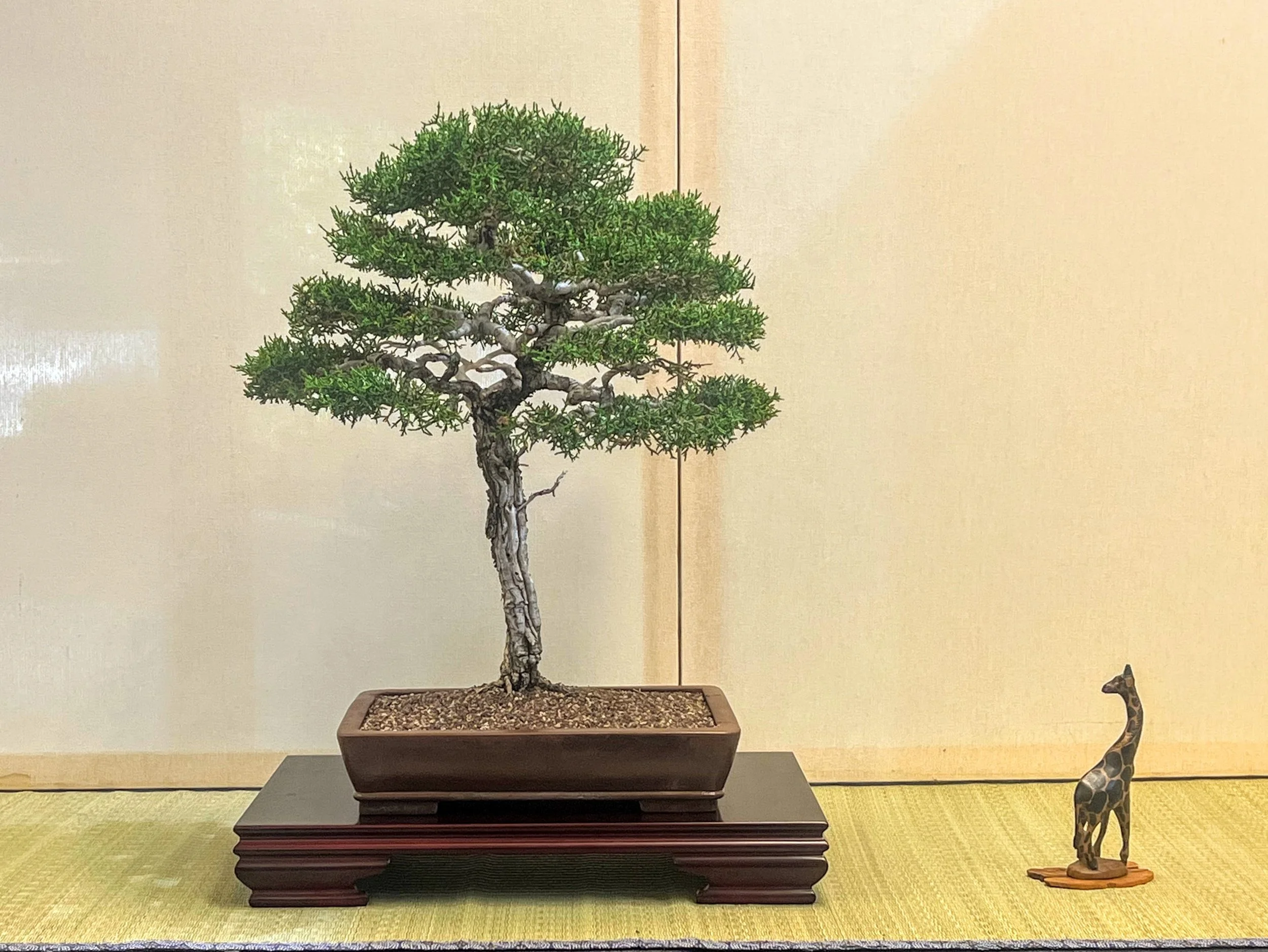 The Show Flyer — Midori Bonsai