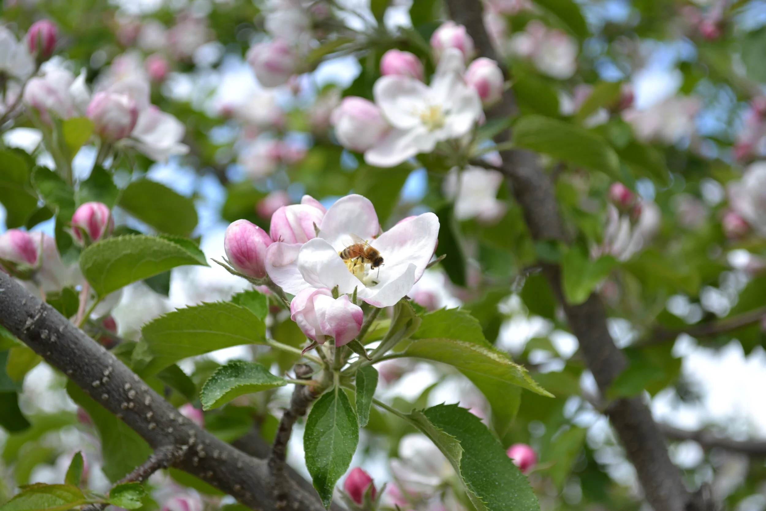 Companion Planting & Attracting Beneficial Insects — Dinter Nursery