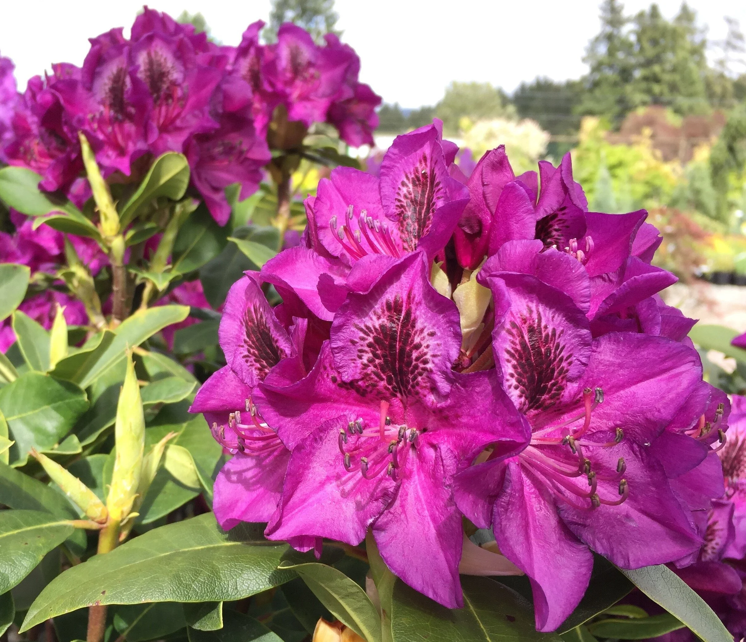 Rhodos and Understory Planting — Dinter Nursery