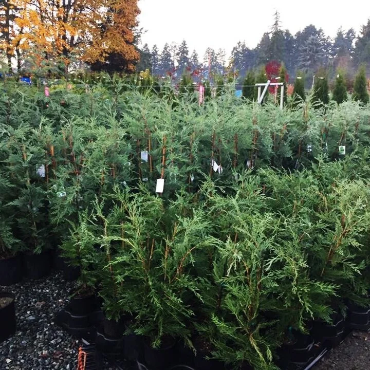 Plant Lists — Dinter Nursery