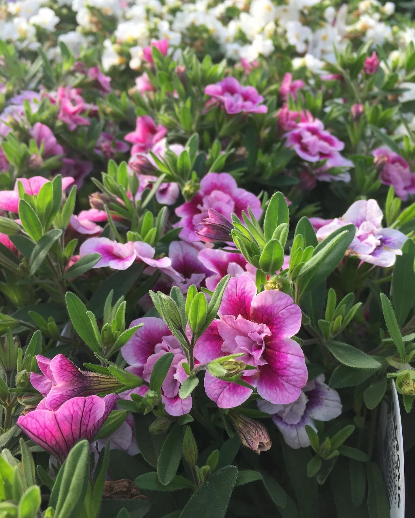 Products — Dinter Nursery