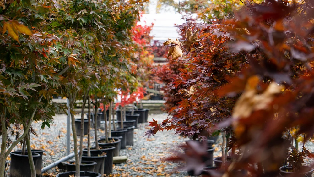 Trees for a Small Garden — Dinter Nursery